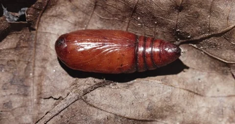 Cocoon Butterfly Insect Stock Footage ~ Royalty Free Stock Videos | Pond5