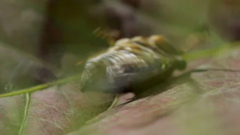 Dying Insect Stock Videos – Royalty-Free HD & 4K Videos
