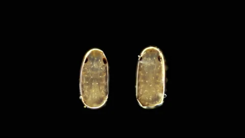 Insect Eggs Stock Footage ~ Royalty Free Stock Videos | Pond5