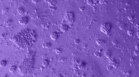 Insect Embryonic Tissue Cells from Fly S... | Stock Video | Pond5