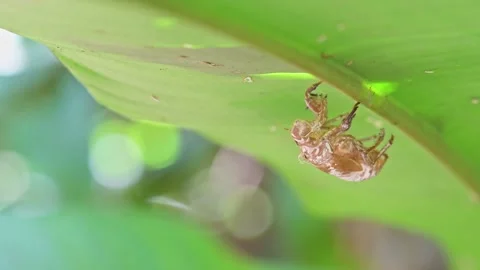 Insect Exoskeleton, Amazing Nature of Ci... | Stock Video | Pond5