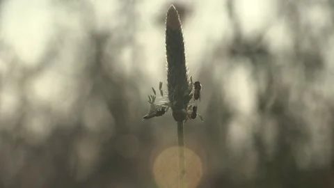 Sleeping Insects Stock Videos – Royalty-Free HD & 4K Videos