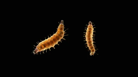 insect larva caterpillar, under the micr... | Stock Video | Pond5