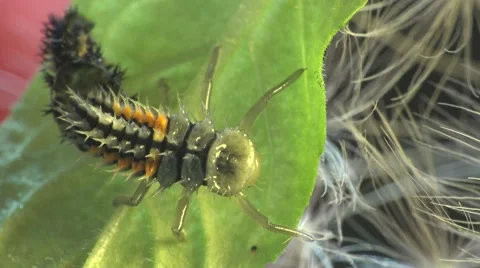 Ladybug Muscle Stock Videos – Royalty-Free HD & 4K Videos | Pond5