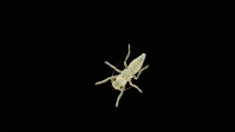 insect larvae under the microscope | Stock Video | Pond5