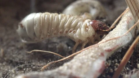 Insect macro 4k: Larvae white third inst... | Stock Video | Pond5
