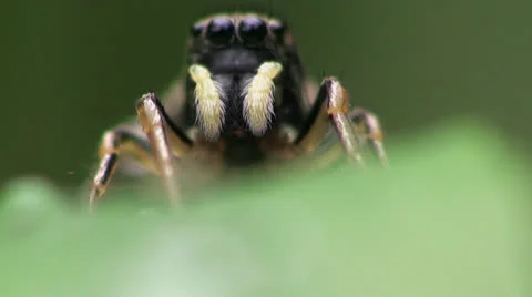 Black Ambush P Stock Videos – Royalty-Free HD & 4K Videos | Pond5