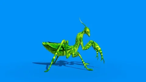 Insect Animation Stock Videos – Royalty-Free HD & 4K Videos | Pond5