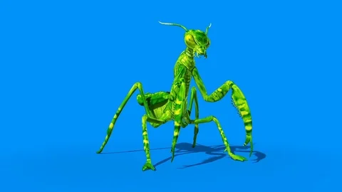 Praying Mantis Animation Stock Videos – Royalty-Free HD & 4K Videos