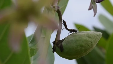 insect mating on nature | Stock Video | Pond5