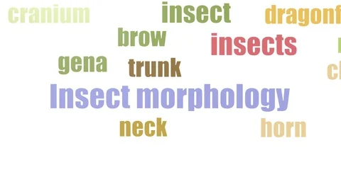 Insect Morphology Word Cloud Animated On... | Stock Video | Pond5