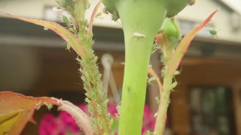 Stem Pest Stock Footage ~ Royalty Free Stock Videos | Pond5