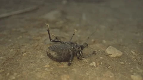 Dead Insect Stock Videos – Royalty-Free HD & 4K Videos | Pond5