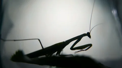 Silhouette Insect Stock Videos – Royalty-Free HD & 4K Videos