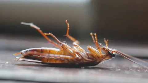 Dying Insect Stock Videos – Royalty-Free HD & 4K Videos