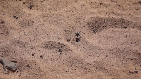 Desert Insect Stock Video Footage | Royalty Free Desert Insect Videos ...