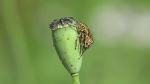insect spider sits on capsule of seed of... | Stock Video | Pond5