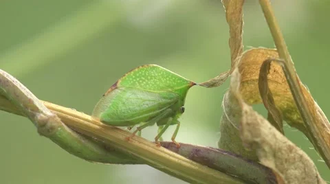 Insect Stictocephala bisonia (Buffalo tr... | Stock Video | Pond5
