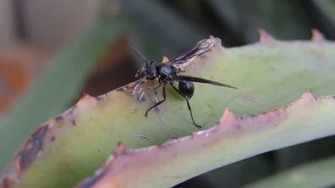 Sting Wasp Stock Videos – Royalty-Free HD & 4K Videos | Pond5