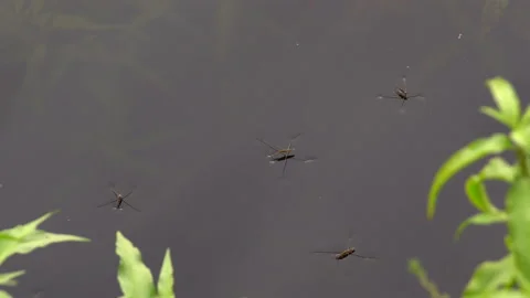 Waterman Stock Video Footage | Royalty Free Waterman Videos | Pond5