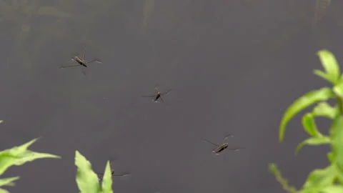 Waterman Stock Video Footage | Royalty Free Waterman Videos | Pond5