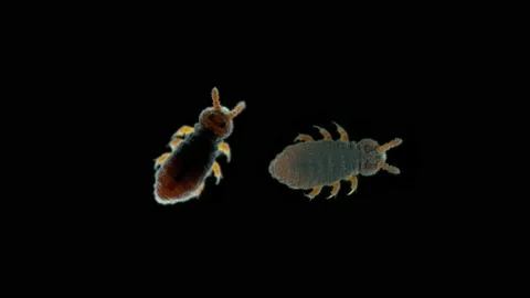 Insecta Collembola family Poduridae unde... | Stock Video | Pond5