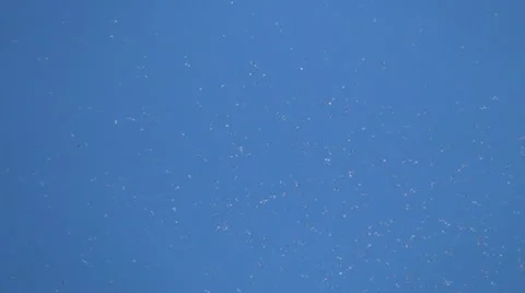 Insects in the Air, Flock of Insects Fly... | Stock Video | Pond5