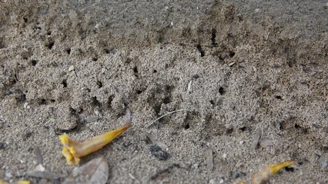Insects Ants running around near the hol... | Stock Video | Pond5