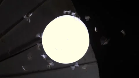 Insects Flying Around Bright Light Bulb ... | Stock Video | Pond5