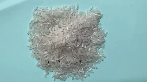 insects in rice, sitophilus oryzae. How ... | Stock Video | Pond5