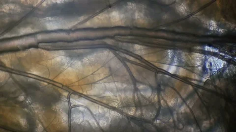 Inside the body of a living worm under t... | Stock Video | Pond5