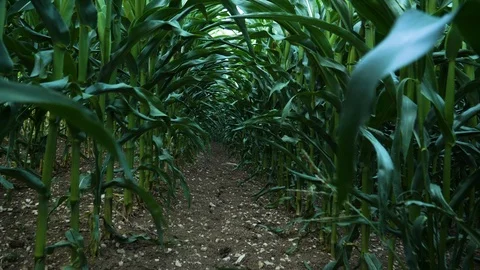 Corn Plant Stock Footage ~ Royalty Free Stock Videos | Pond5
