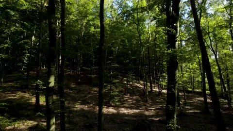 Inside The Dark Forest Woods With Lush G... | Stock Video | Pond5