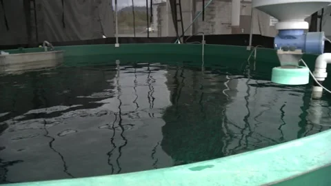 The inside of a fish farming tank with r... | Stock Video | Pond5