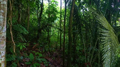 Inside of a tropical forest with fiber t... | Stock Video | Pond5