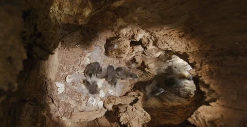 Natural Cavity Stock Footage ~ Royalty Free Stock Videos | Pond5