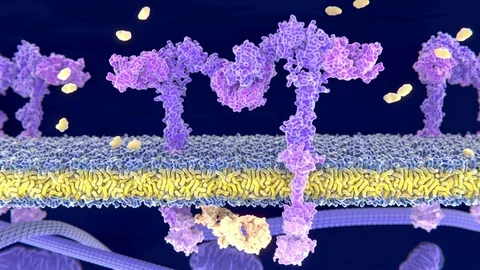 Insulin binding to receptor, animation | Stock Video | Pond5