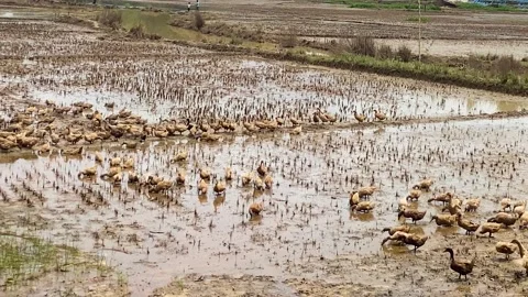 Integrated rice duck organic farming, br... | Stock Video | Pond5