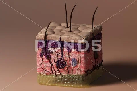 Integumentary System ~ Clip Art ~ Download Now #231833351