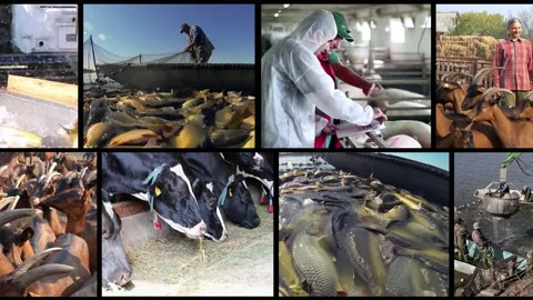 Intensive Animal Farming - Multi Screen ... | Stock Video | Pond5