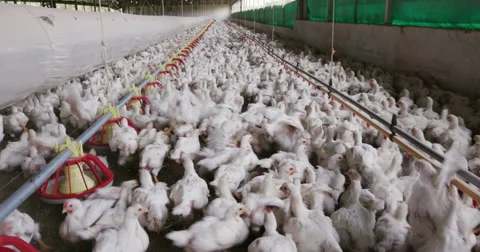 Intensive factory farming of chickens in... | Stock Video | Pond5