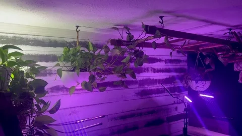 Interior hanging pathos plant with UV li... | Stock Video | Pond5