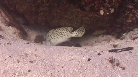 Diagramma Pictum Stock Videos – Royalty-Free HD & 4K Videos | Pond5