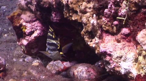 Diagramma Pictum Stock Footage ~ Royalty Free Stock Videos | Pond5