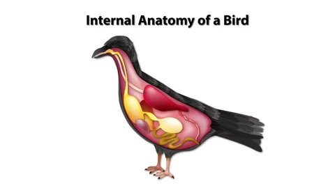 Internal Anatomy of a Bird | Stock Video | Pond5
