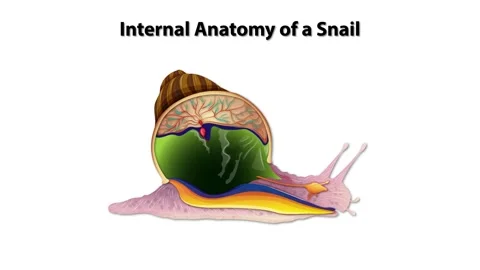 Internal Anatomy of a Snail | Stock Video | Pond5