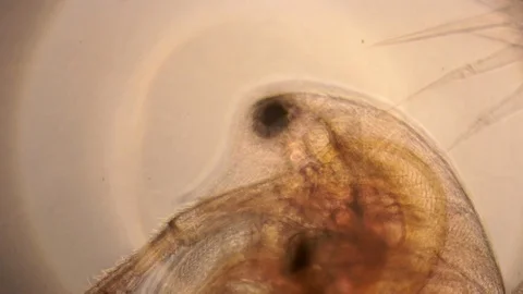 Internal anatomy of the water flea, Daph... | Stock Video | Pond5