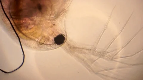 Internal anatomy of the water flea, Daph... | Stock Video | Pond5