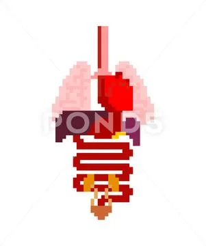 Internal organ pixel art set. 8 bit anatomy of human body. Heart and ...