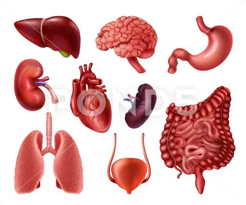 Internal organs. Realistic human body anatomy infographic elements ...